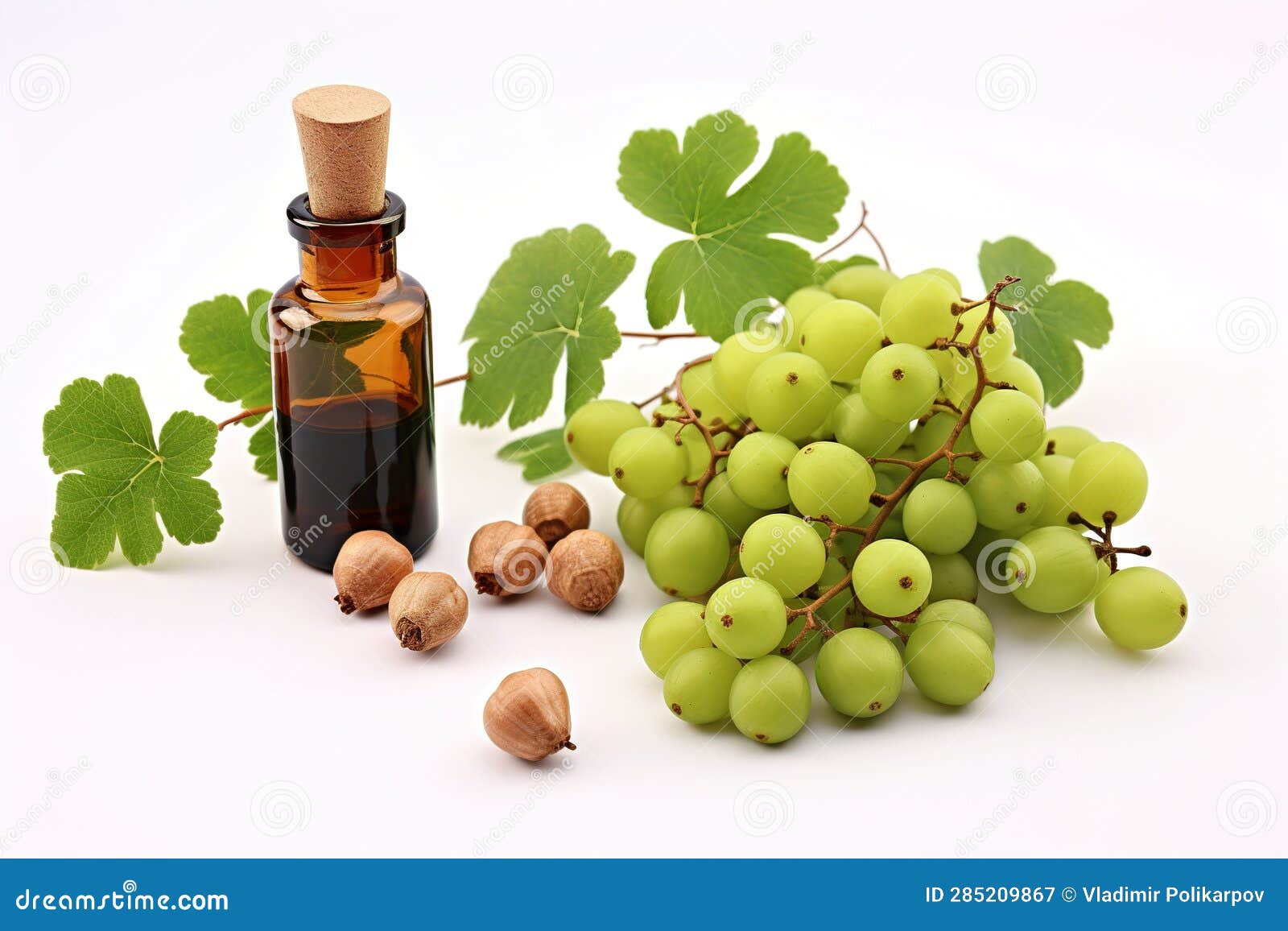 Commiphora Myrrha Essential Oil and Fresh Fruits Stock Illustration ...