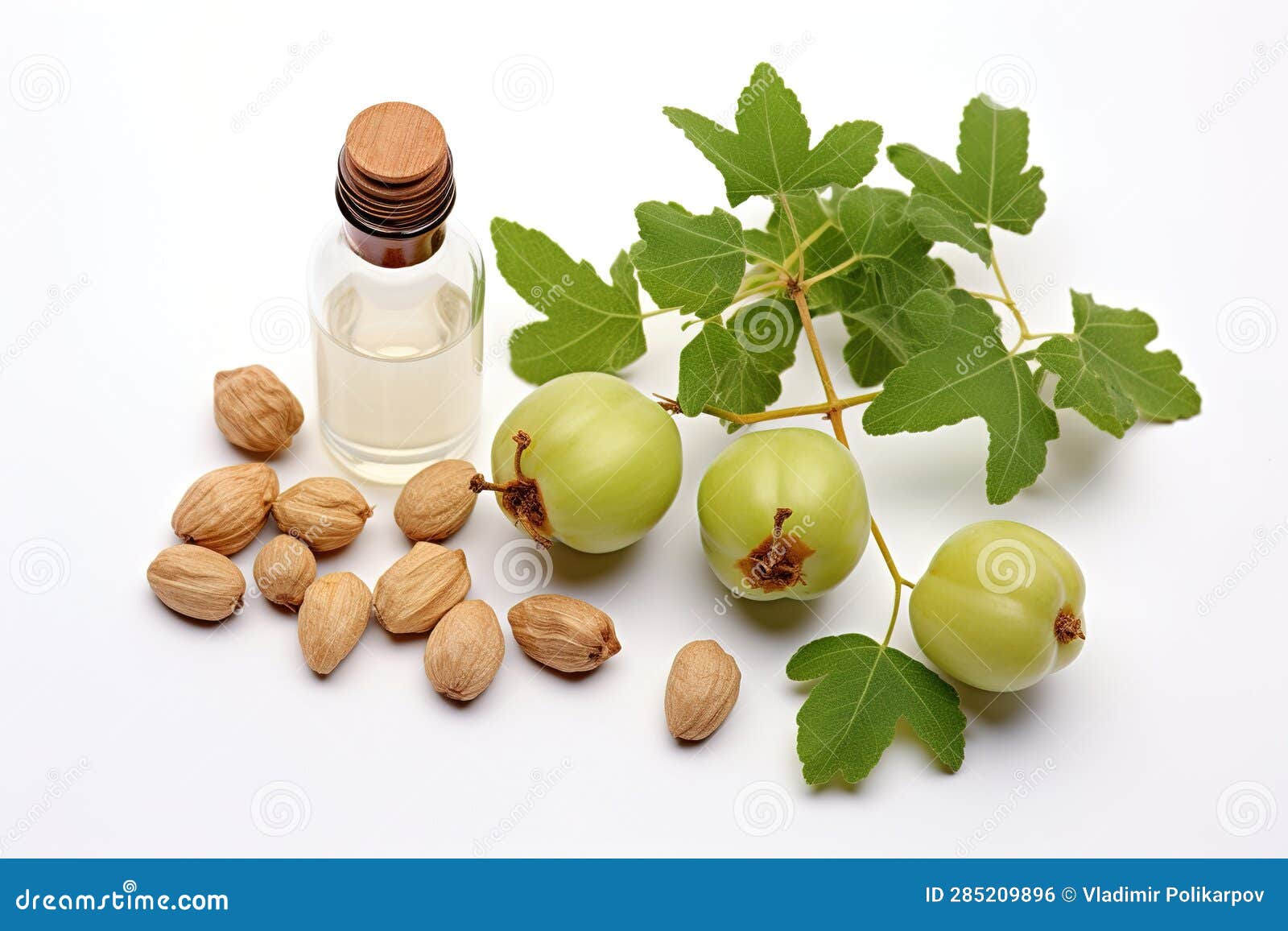 Commiphora Myrrha Aka Common Myrrh Sketch On Elegant Lace Background ...