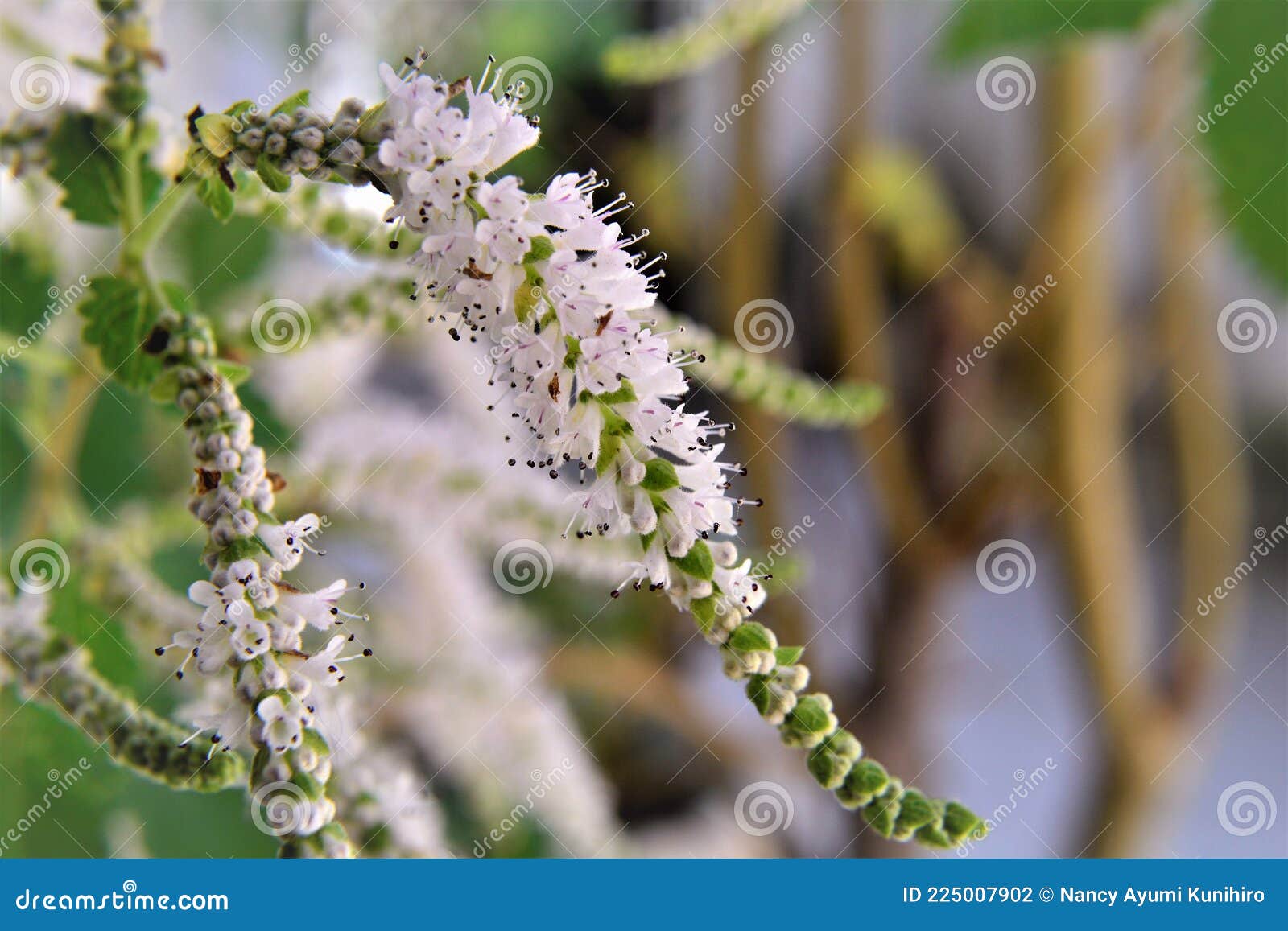 Commiphora Myrrha Flowers Blooming in the Backyard Stock Photo - Image ...