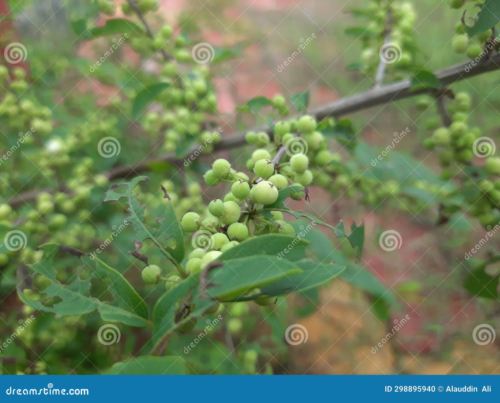 Commiphora wightii plant. editorial image. Image of acorn - 298895940