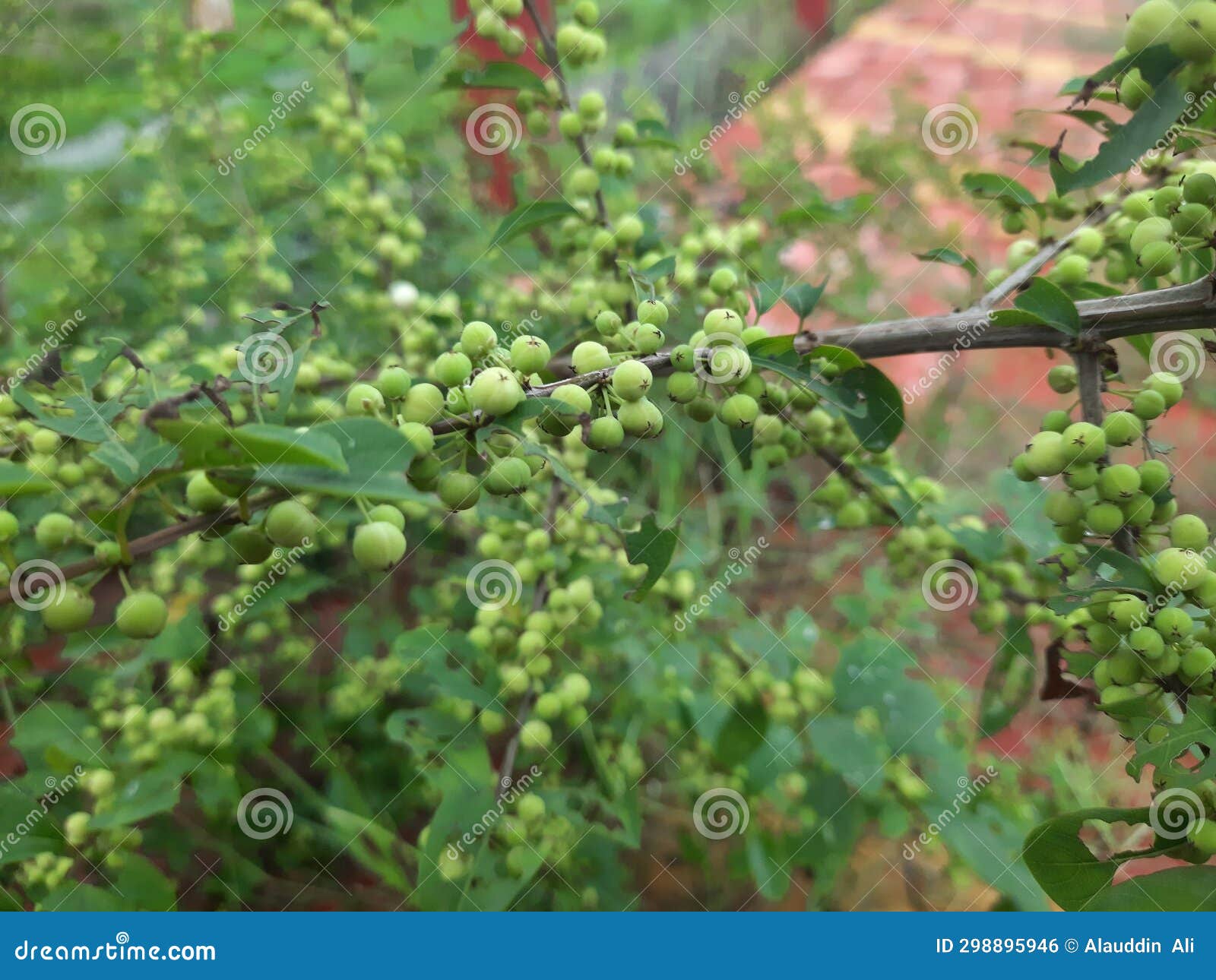 Commiphora Wightii, With Common Names Indian Bdellium-tree Or Mukul ...