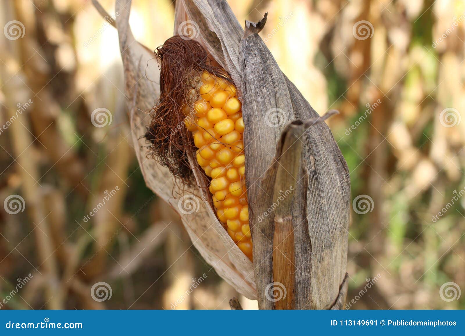 Commodity, Maize Picture. Image: 113149691