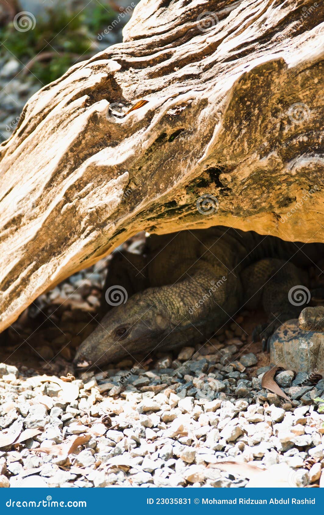 Commodore under the wood stock image. Image of animal - 23035831