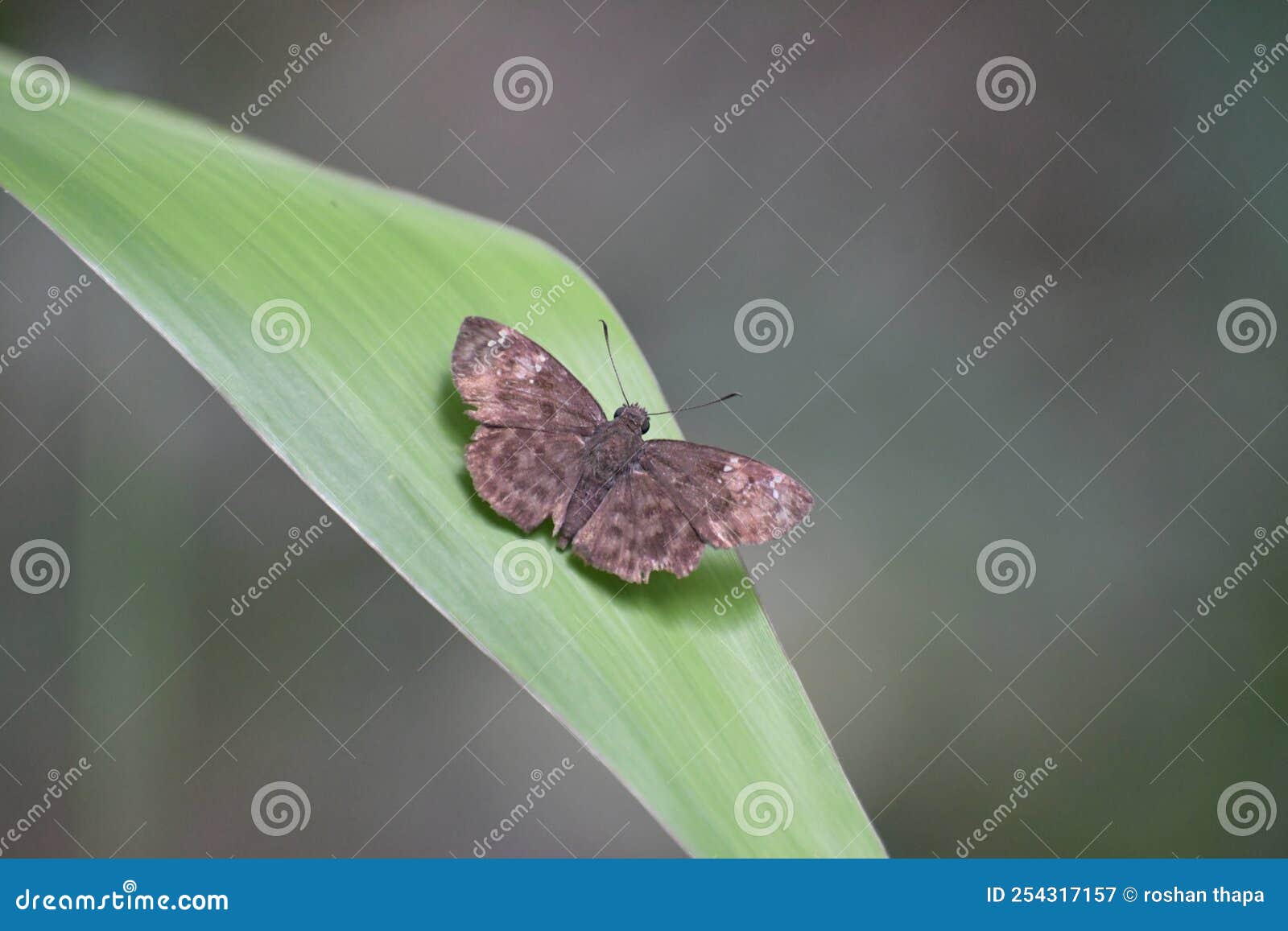 COMMON SMALL FLAT- Butterfly Stock Image - Image of common, flat: 254317157