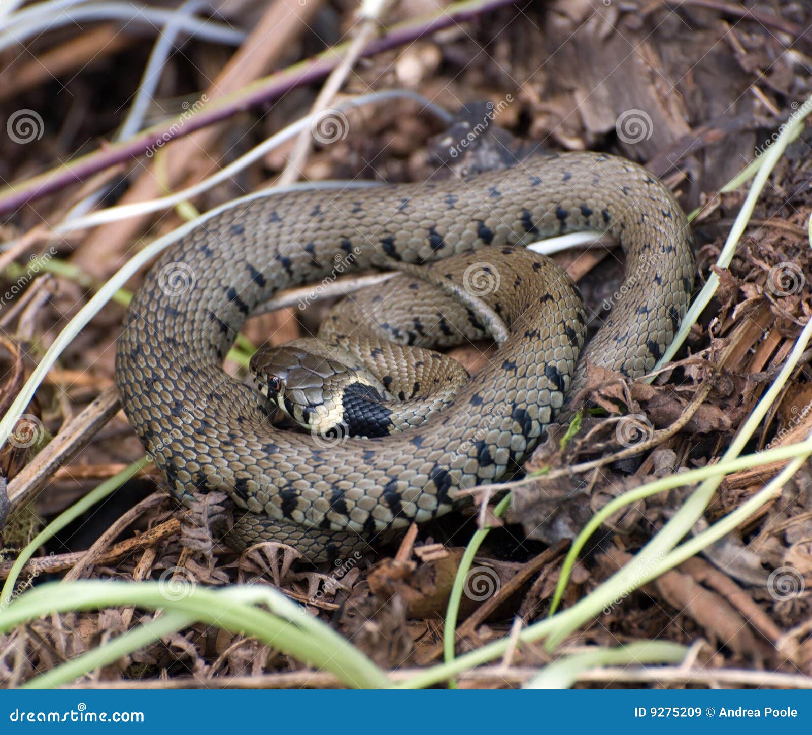 Common Adder stock image. Image of snake, adder, wildlife - 9275209