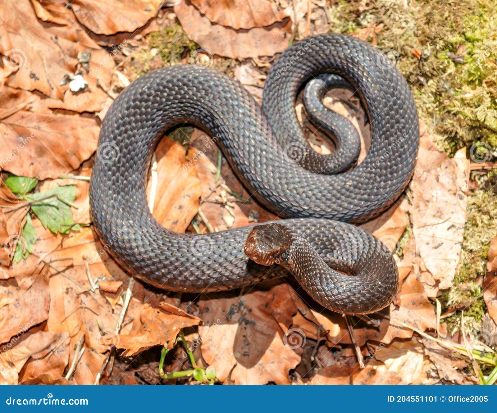 Common adder, vipera berus stock image. Image of head - 204551101