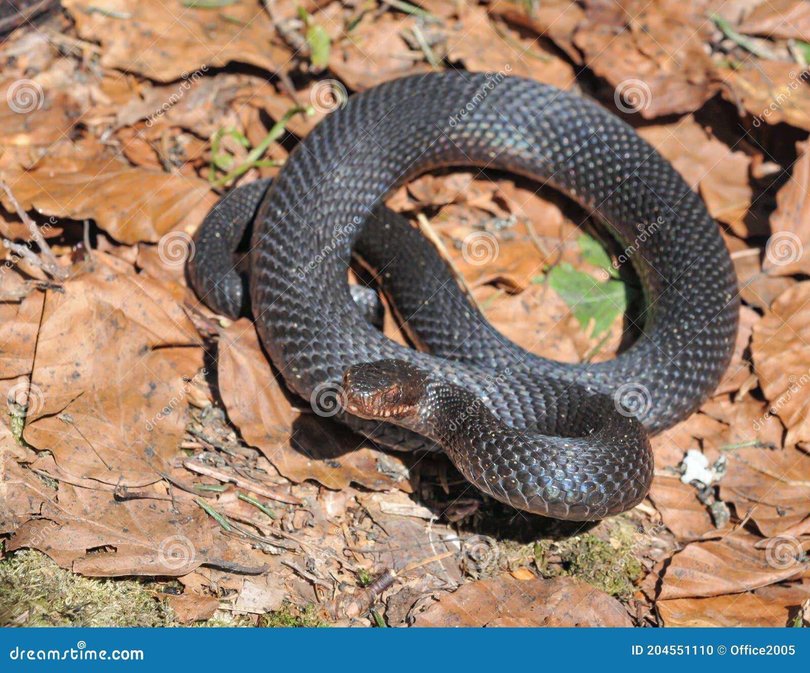 Common adder, vipera berus stock photo. Image of rare - 204551110
