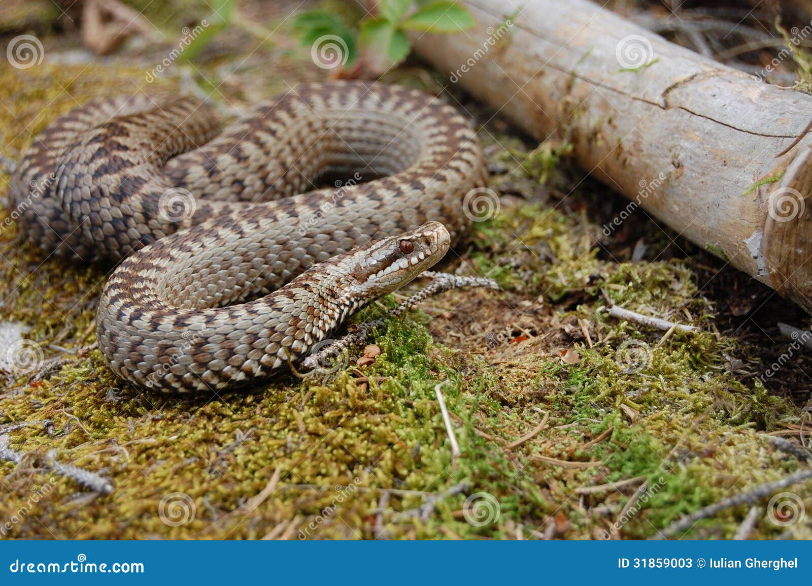Common Adder Royalty-Free Stock Photography | CartoonDealer.com #31859003