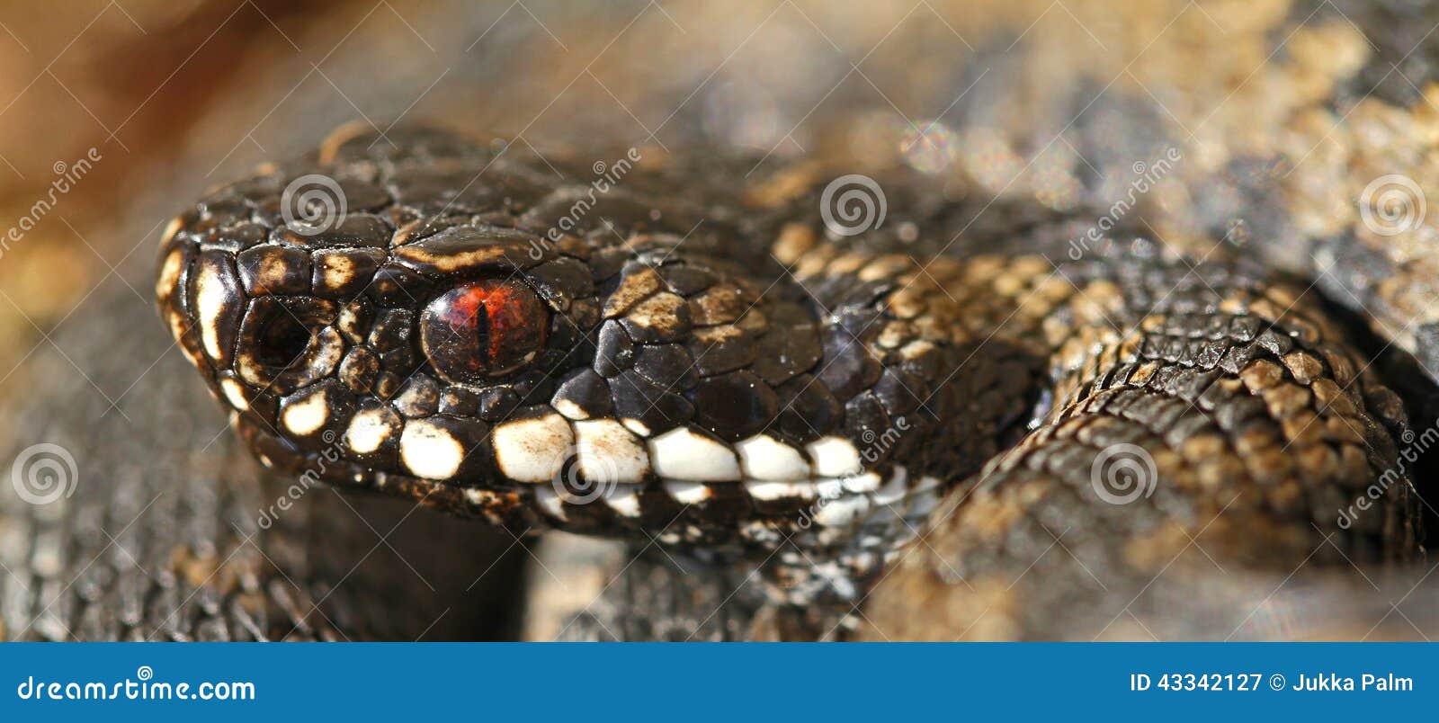 Common adder stock image. Image of european, snake, adder - 43342127