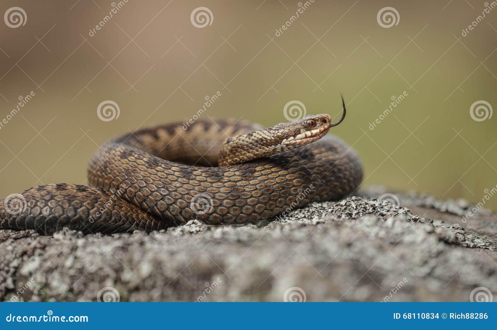 Common Adder stock photo. Image of wild, flick, snake - 68110834