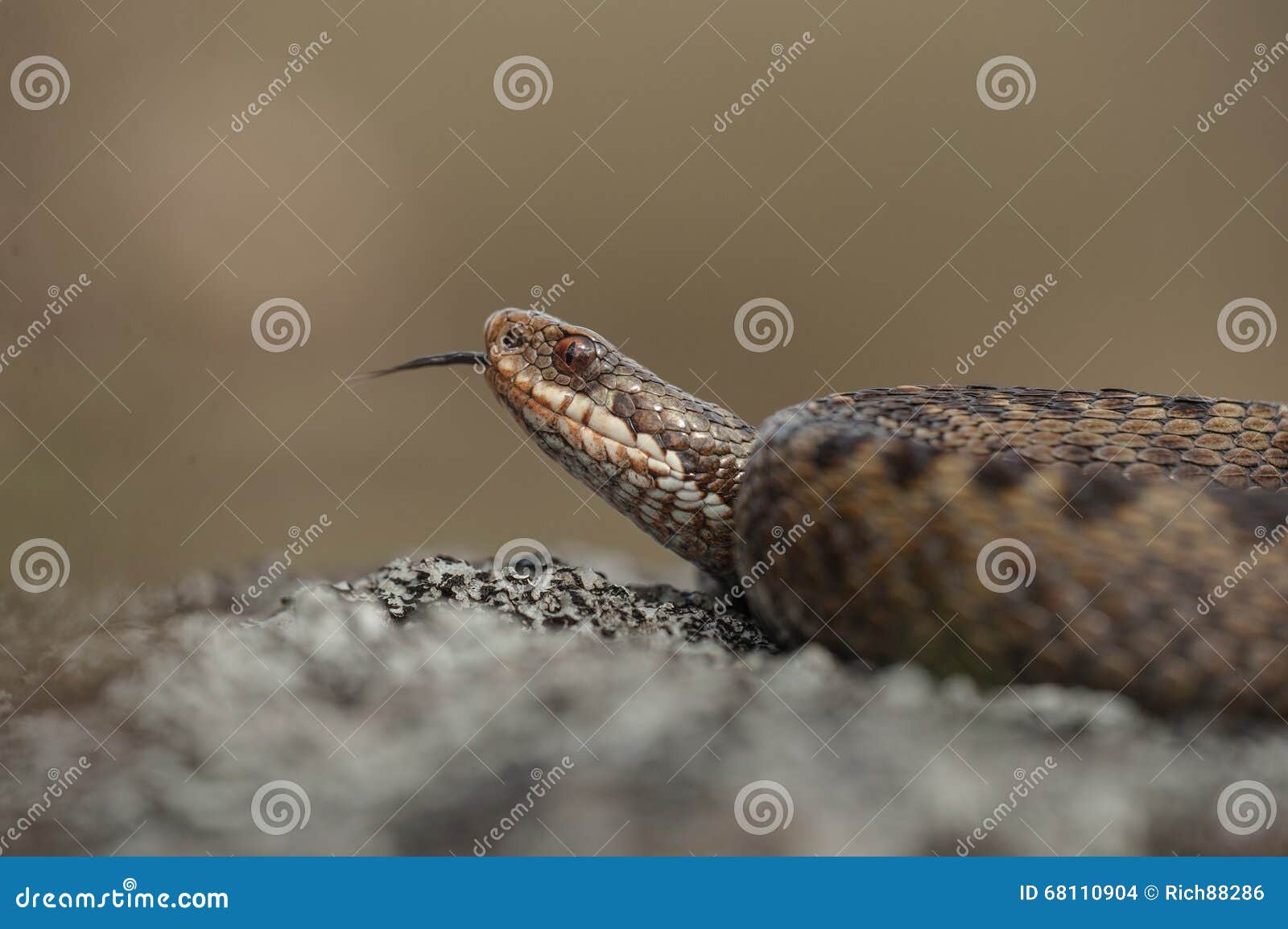 Common Adder stock photo. Image of serpent, viper, boas - 68110904