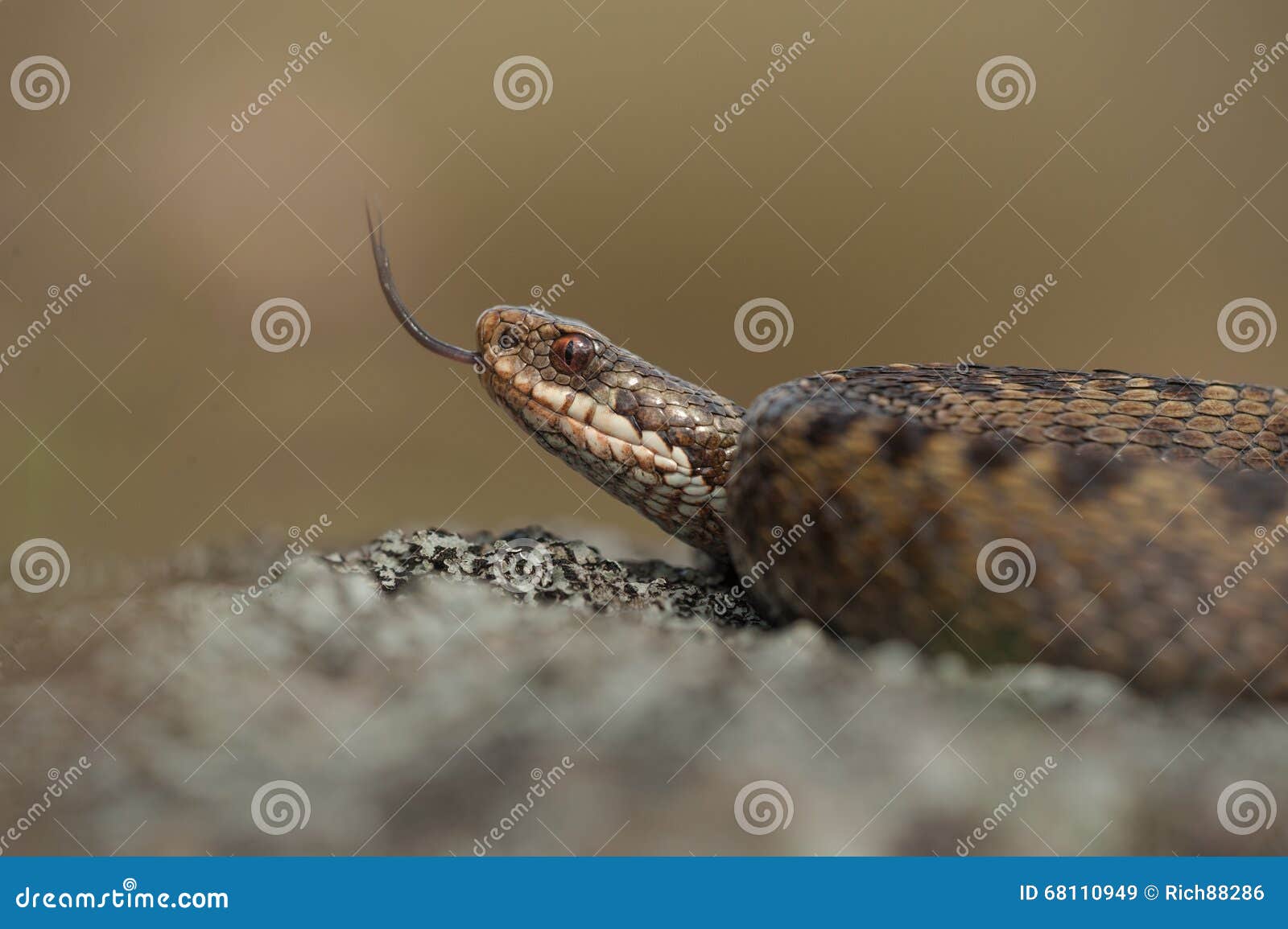 Common Adder stock image. Image of dangerous, reptile - 68110949