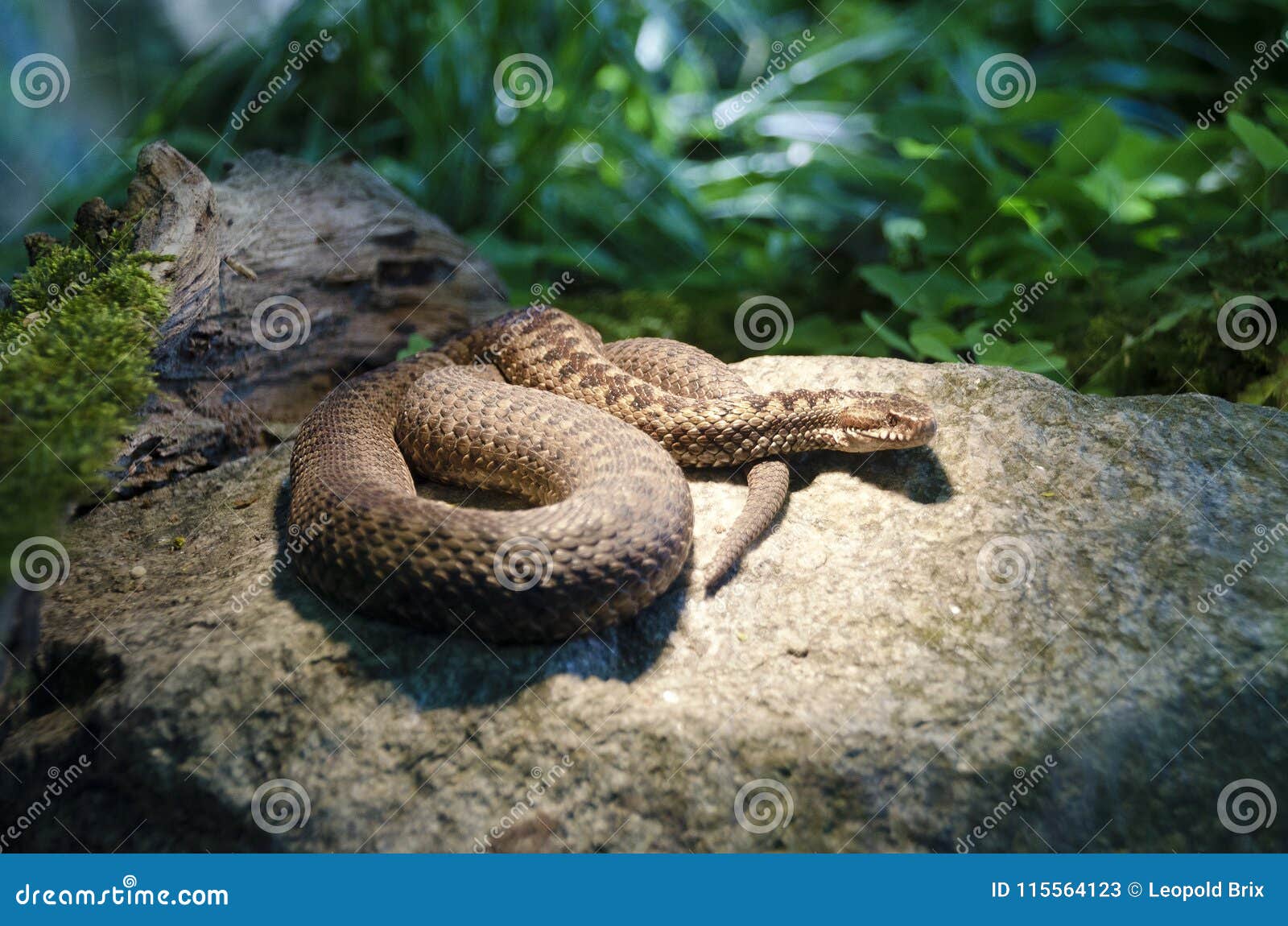 Common adder stock image. Image of ectothermic, scales - 115564123