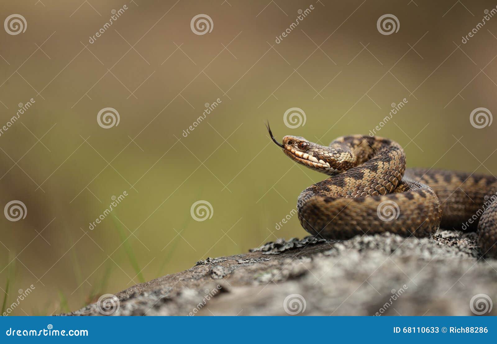 Common Adder stock image. Image of adder, background - 68110633