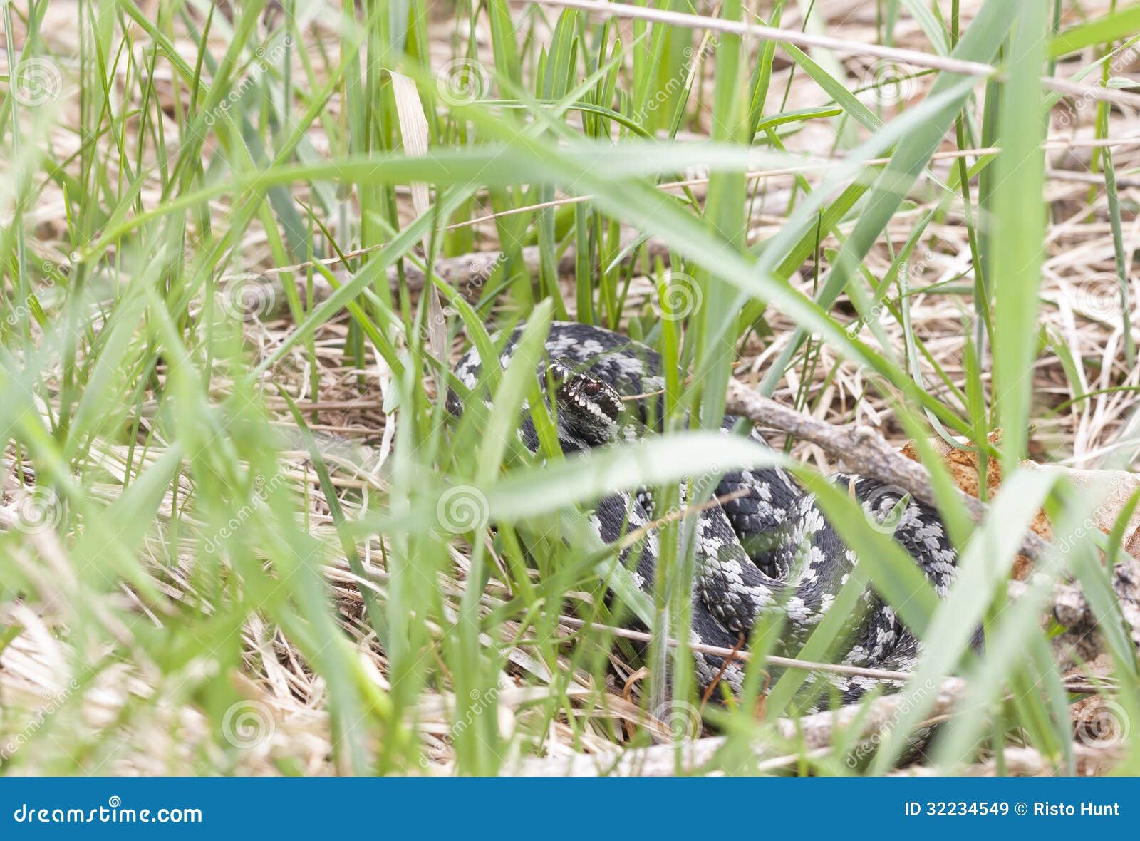 Common Adder or Viper Snake on Grass Stock Image - Image of common ...