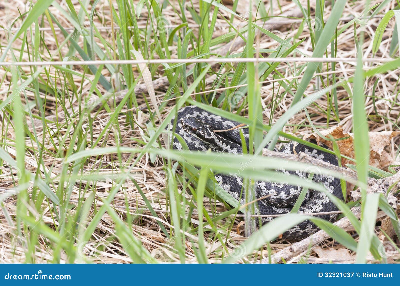 Common Adder or Viper Snake on Grass Stock Image - Image of adder ...
