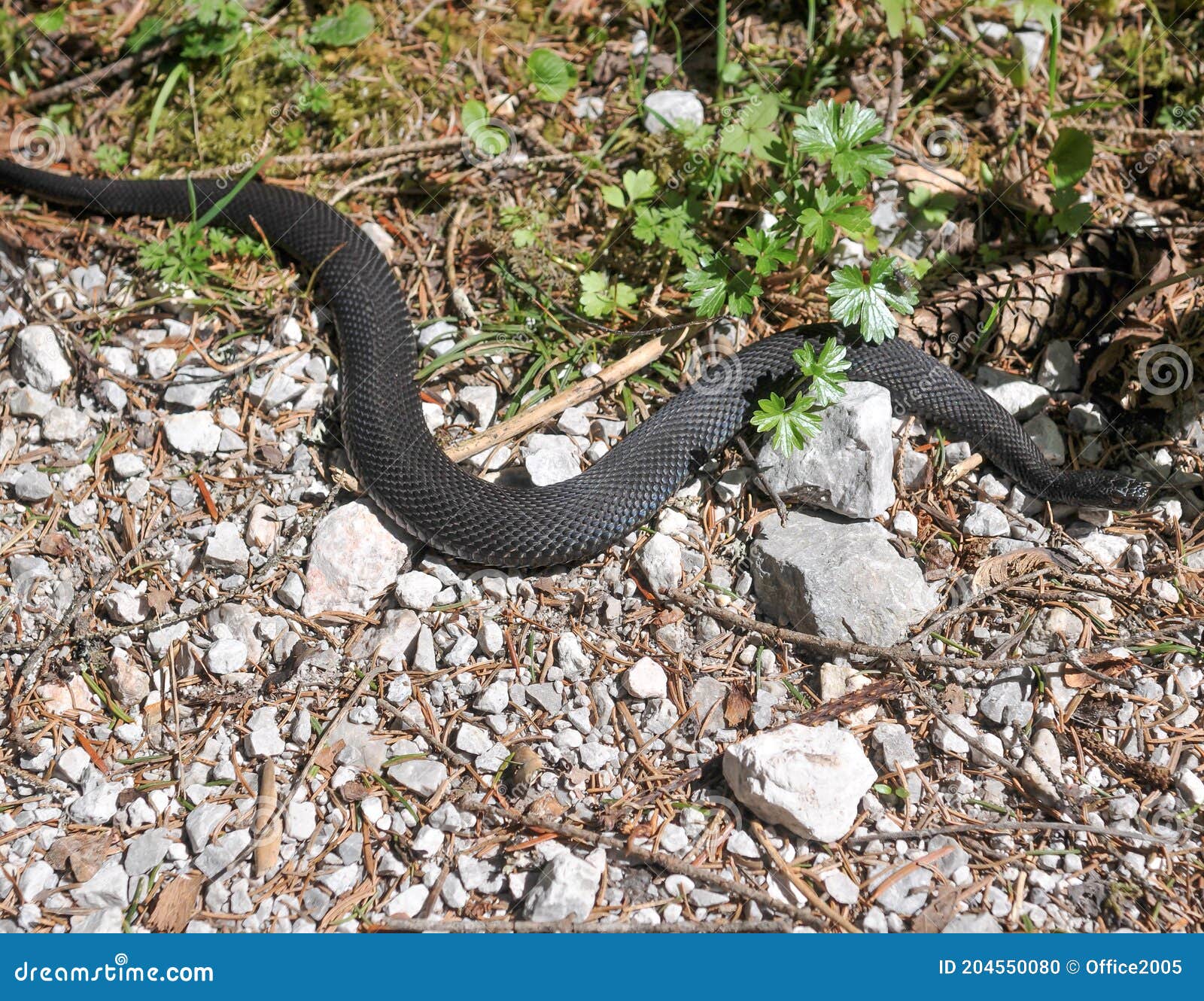 Common adder, vipera berus stock photo. Image of snake - 204550080
