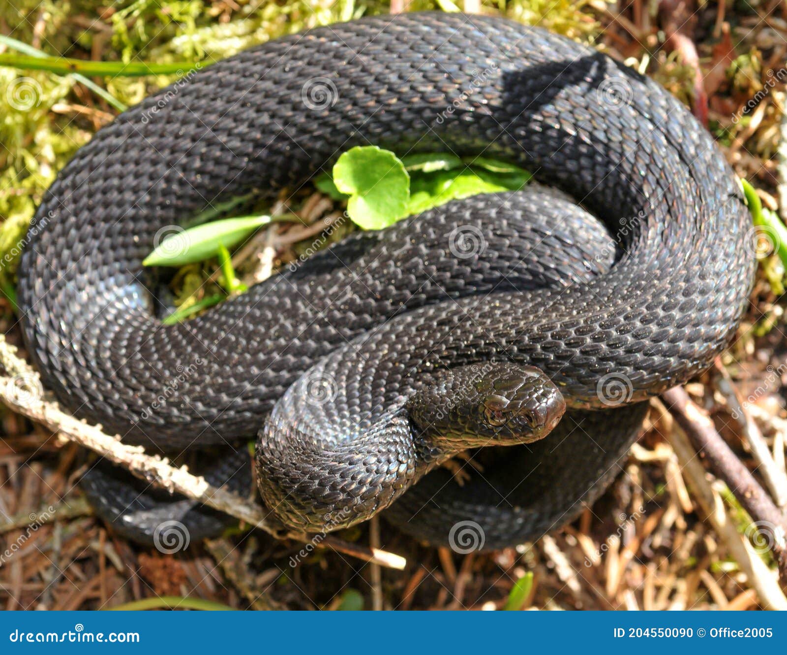 Common adder, vipera berus stock photo. Image of face - 204550090