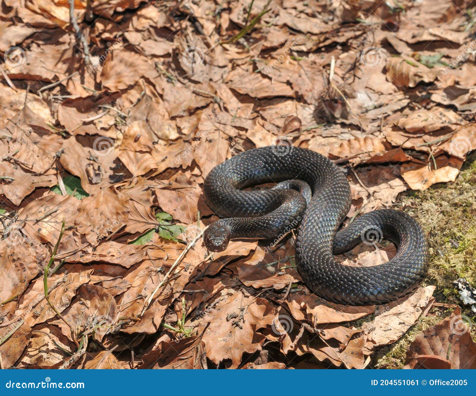 Common adder, vipera berus stock image. Image of bite - 204551061
