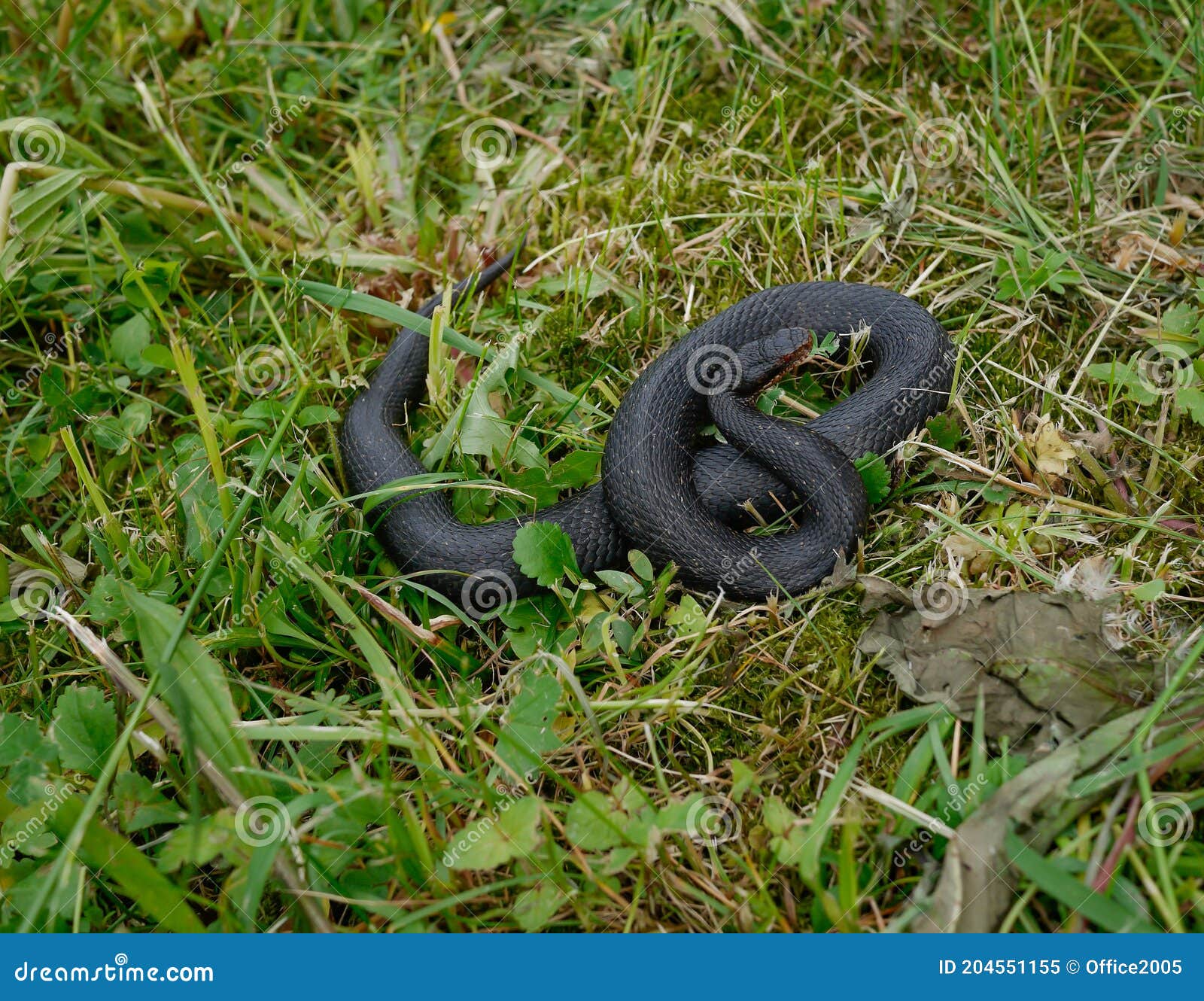 Common adder, vipera berus stock image. Image of alps - 204551155