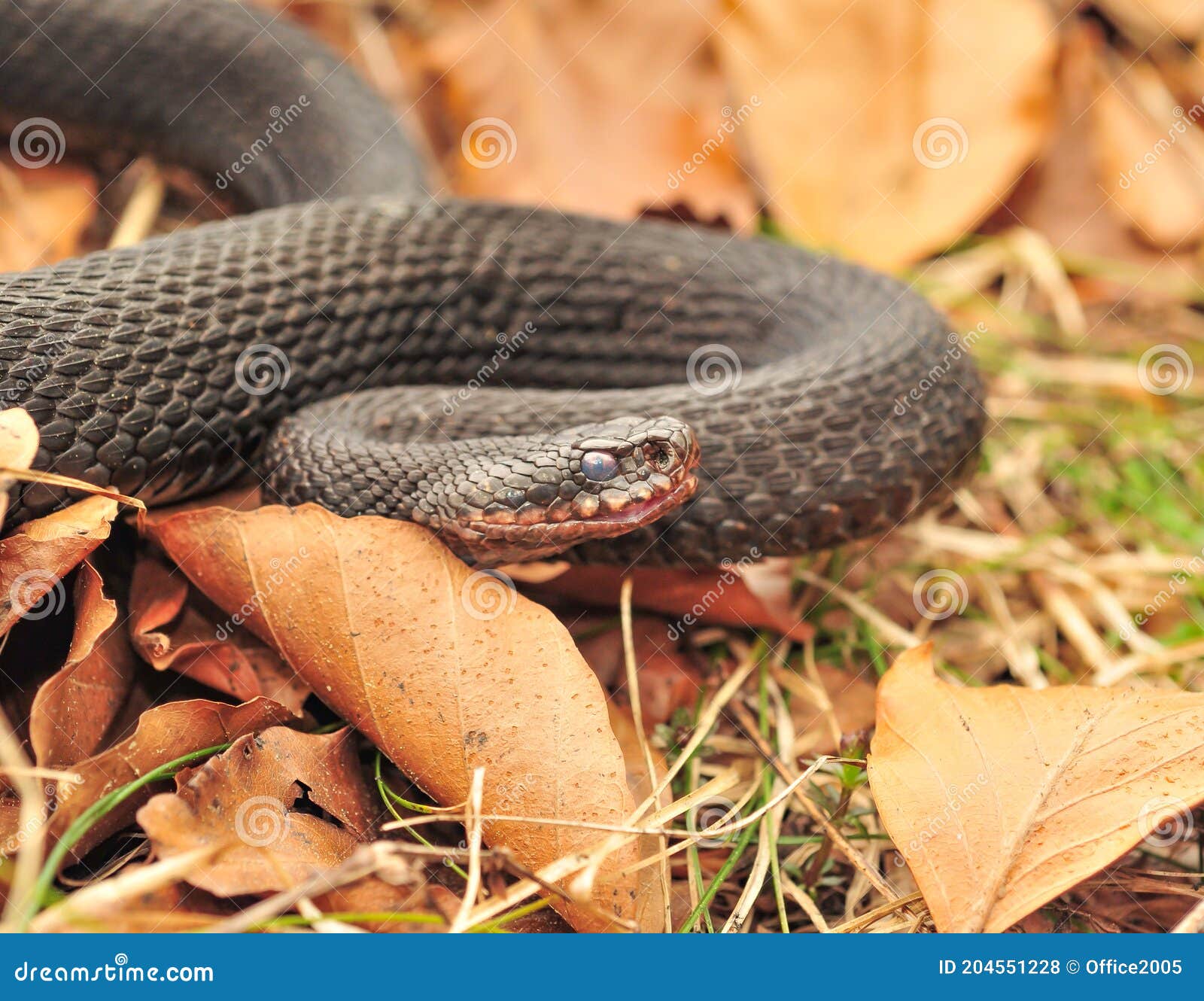 Common adder, vipera berus stock photo. Image of ground - 204551228