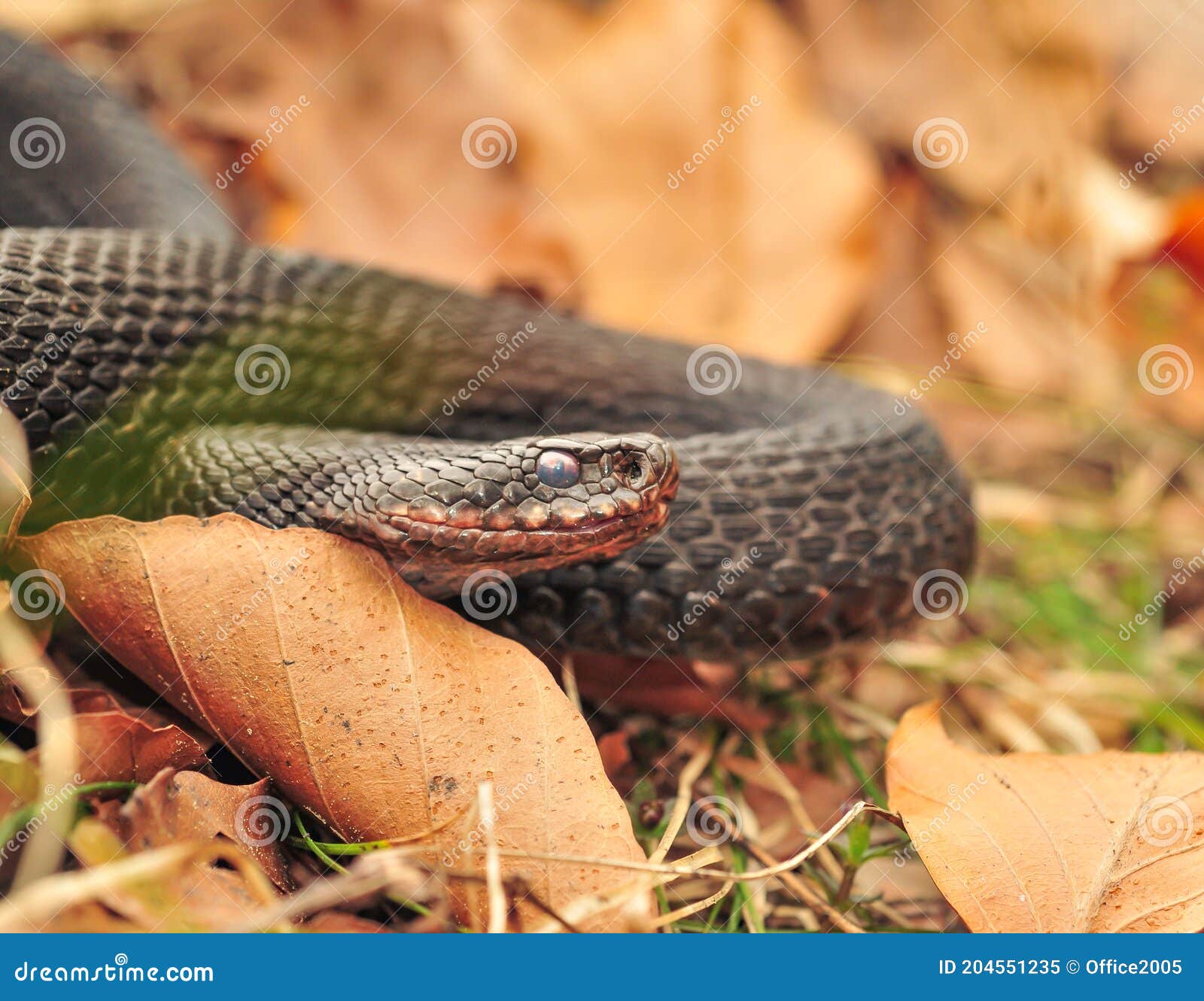 Common adder, vipera berus stock image. Image of macro - 204551235