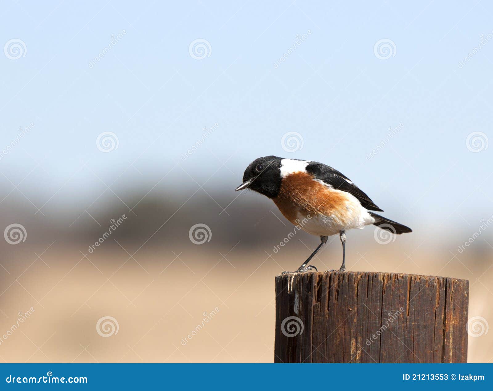 Common African Stonechat Bird Stock Image - Image of saxicola, black ...