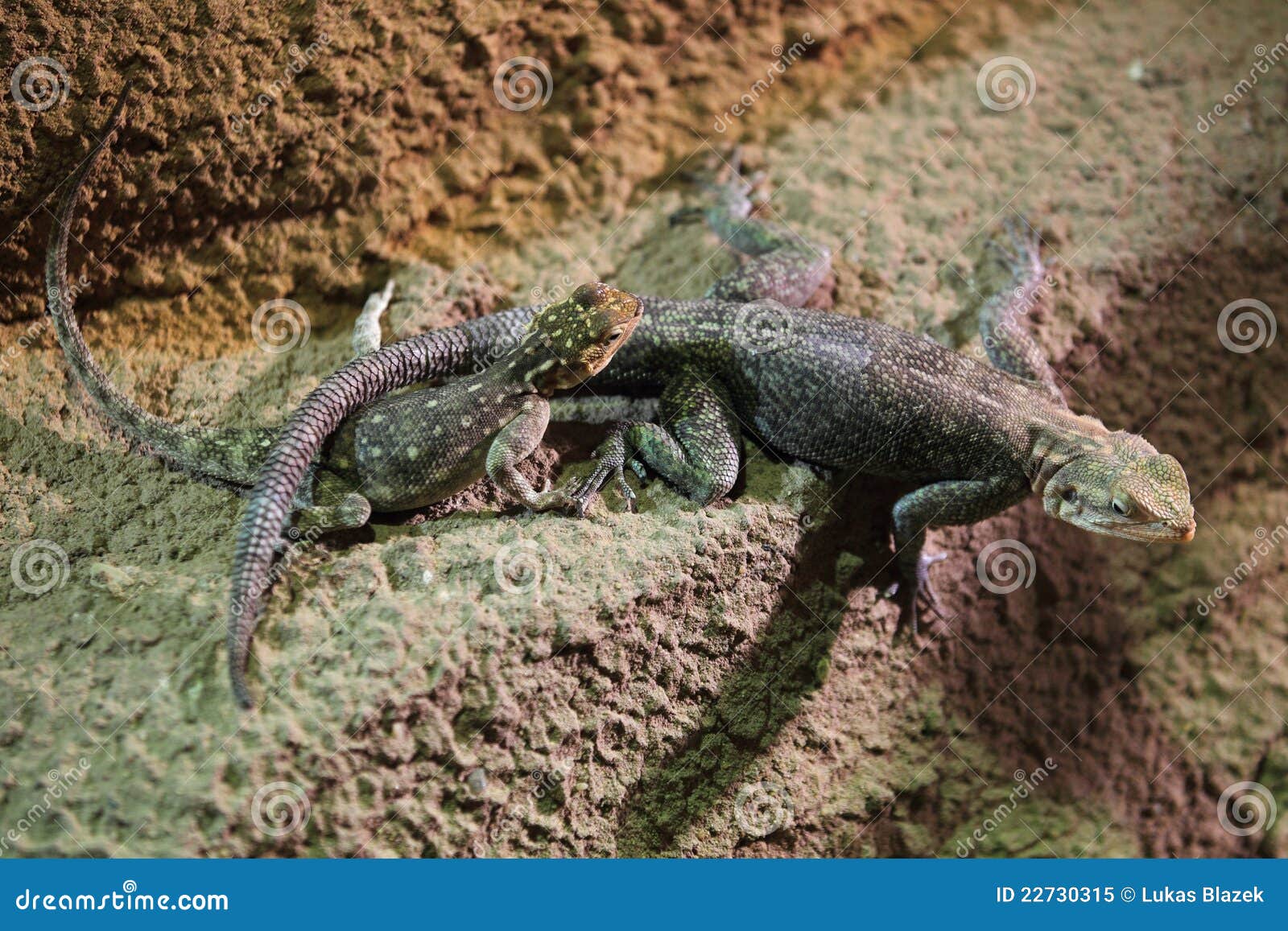 Common agama stock image. Image of nature, headed, lizard - 22730315