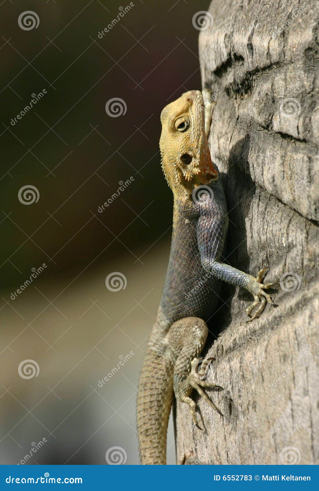 The Common Agama Up Close Stock Image | CartoonDealer.com #176611435