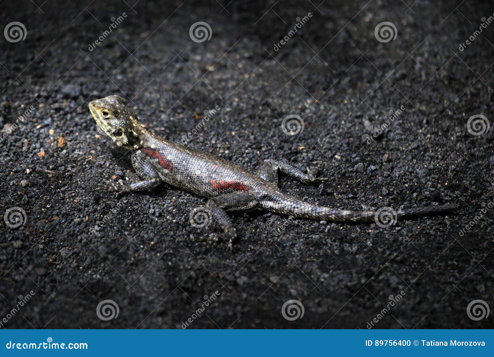 Common agama stock photo. Image of prey, protect, africa - 89756400
