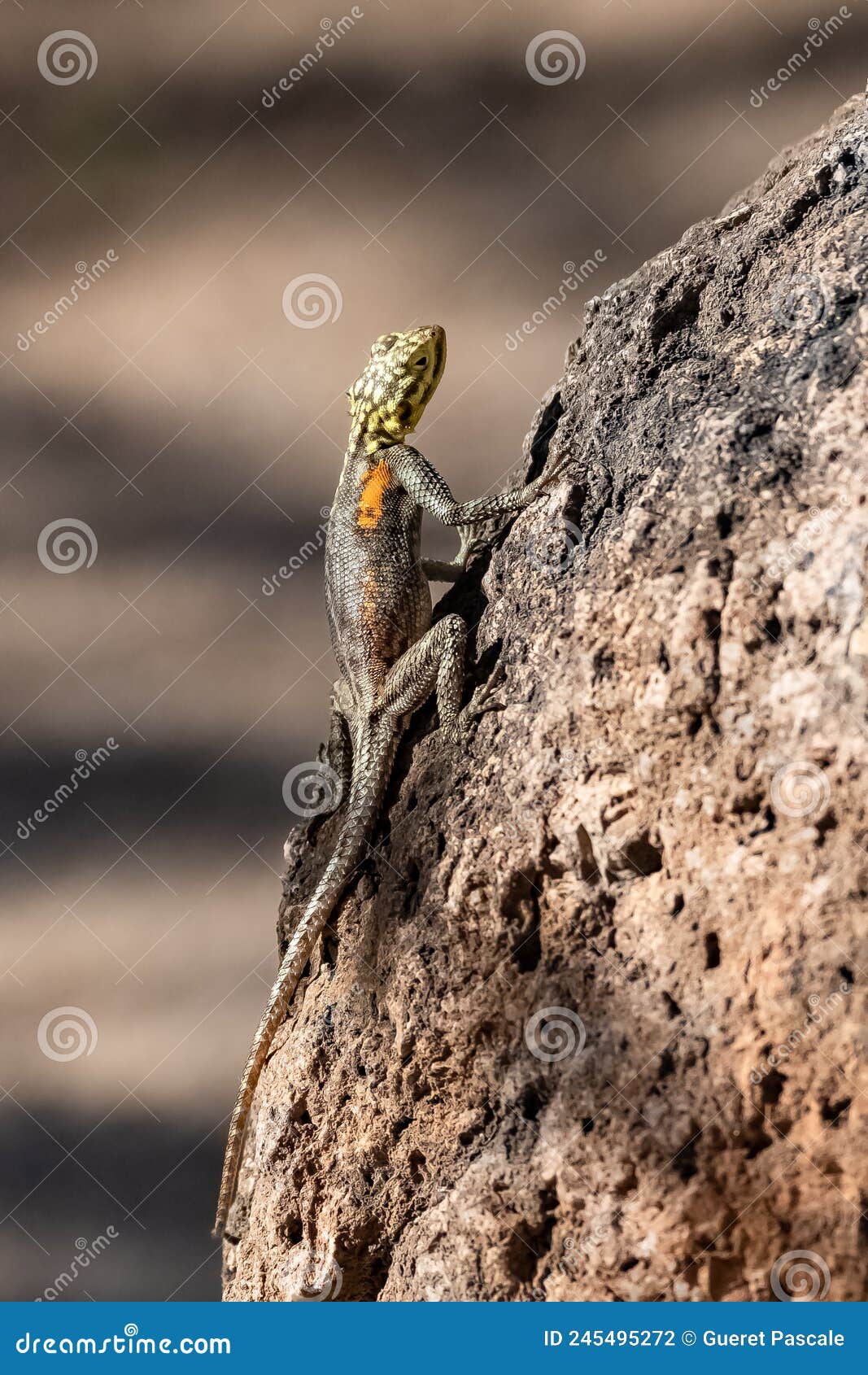 A Common Agama, Female Lizard Stock Photo - Image of green, detail ...