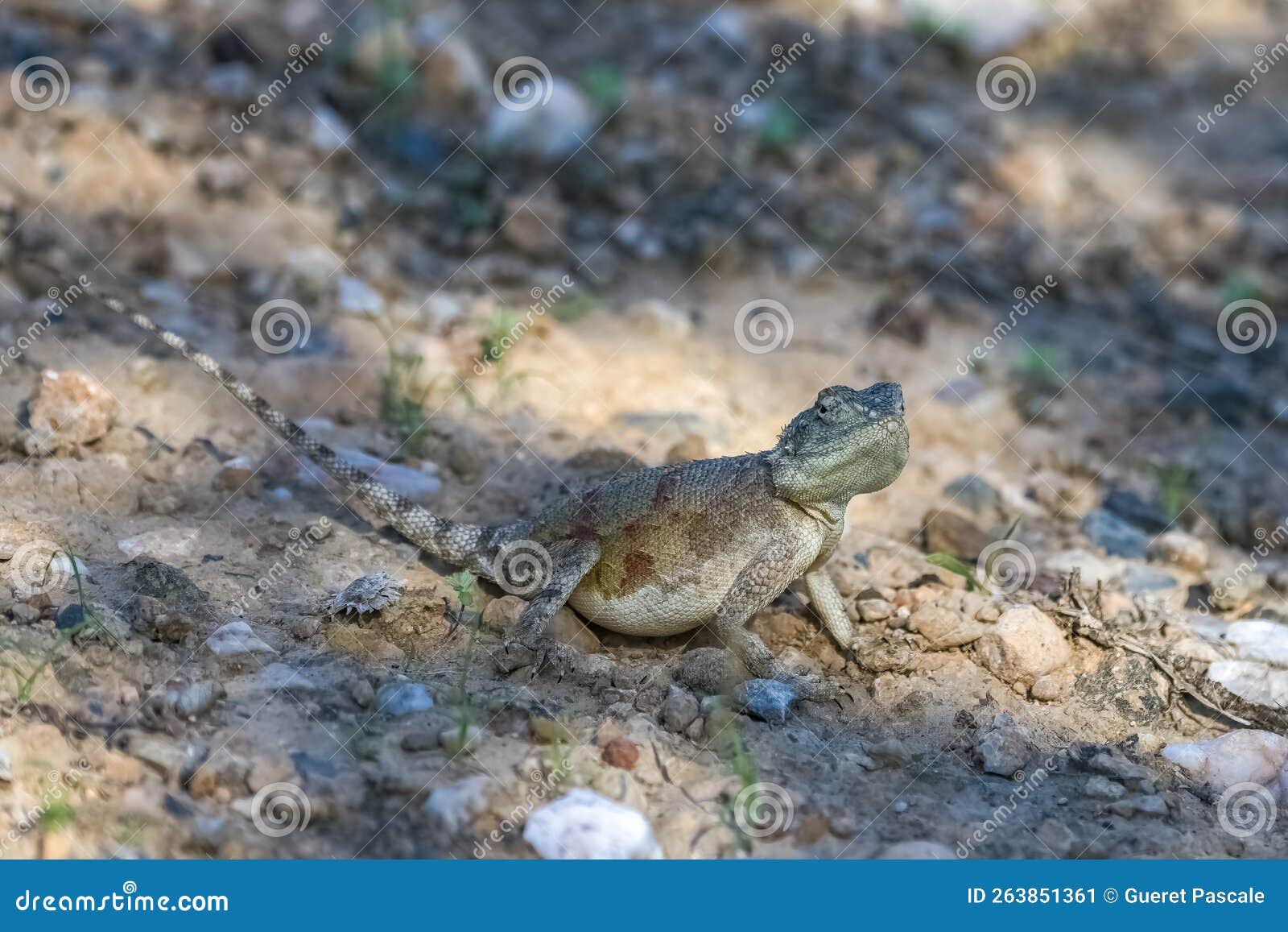 A Common Agama, Lizard in Namibia Stock Image - Image of national ...