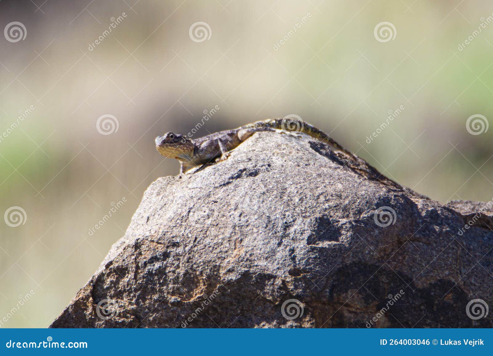 A Common Agama Female Lizard in Namibia. Stock Photo - Image of park ...