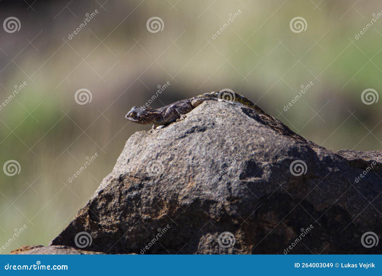 A Common Agama Female Lizard in Namibia. Stock Image - Image of lizard ...