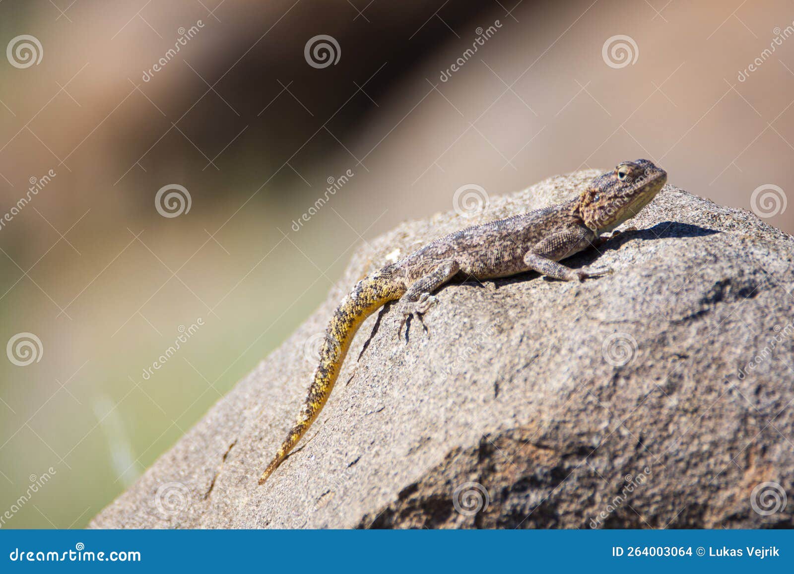 A Common Agama Female Lizard in Namibia. Stock Photo - Image of female ...