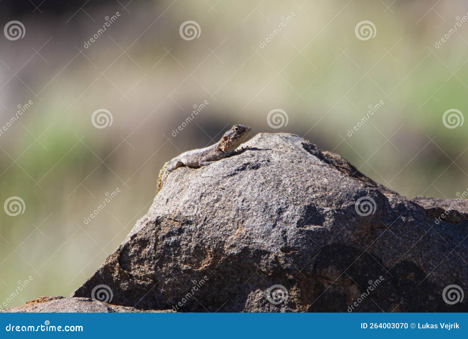A Common Agama Female Lizard in Namibia. Stock Photo - Image of scales ...