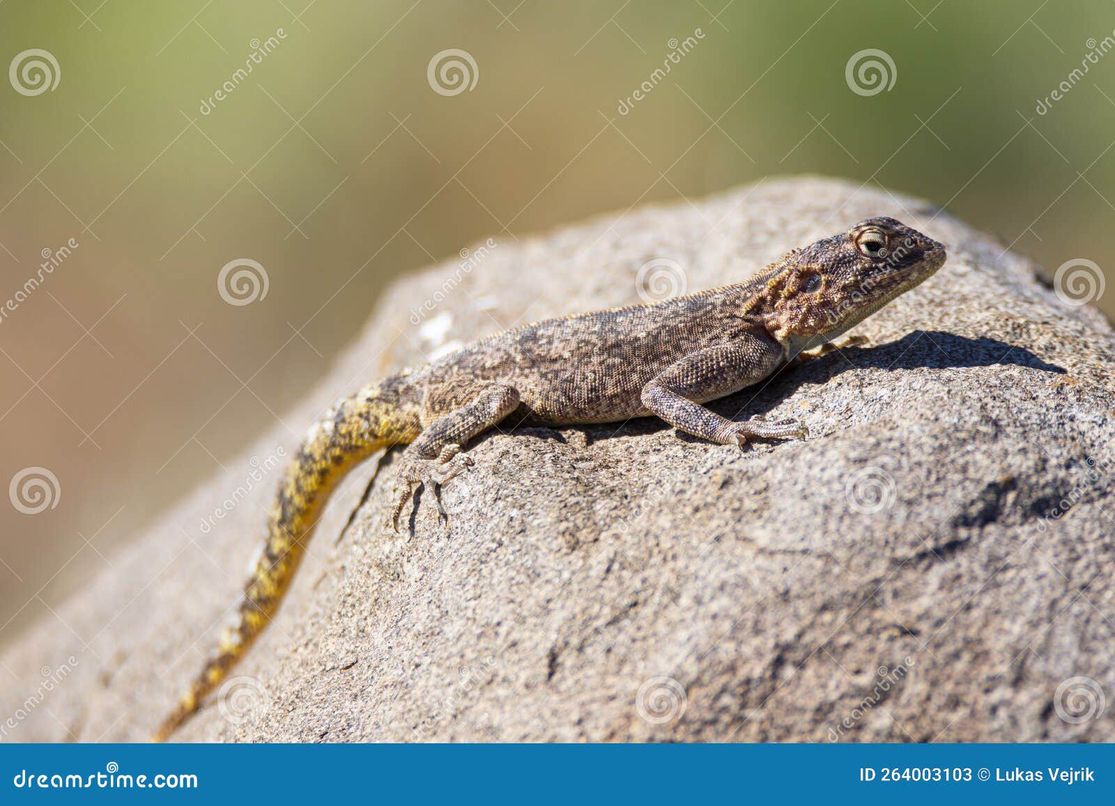 Female Of Lizard Gallotia Galloti Western Canaries Lizard Close-up In ...