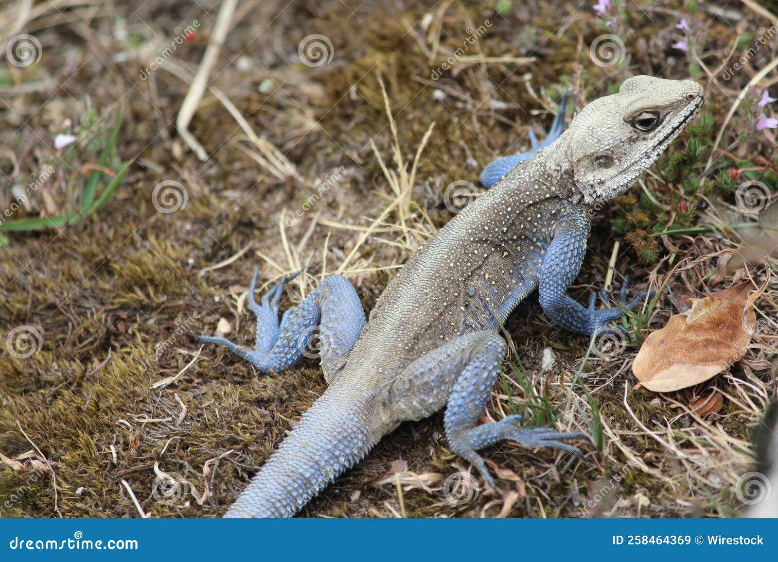 Common agama in the forest stock image. Image of wilderness - 258464369