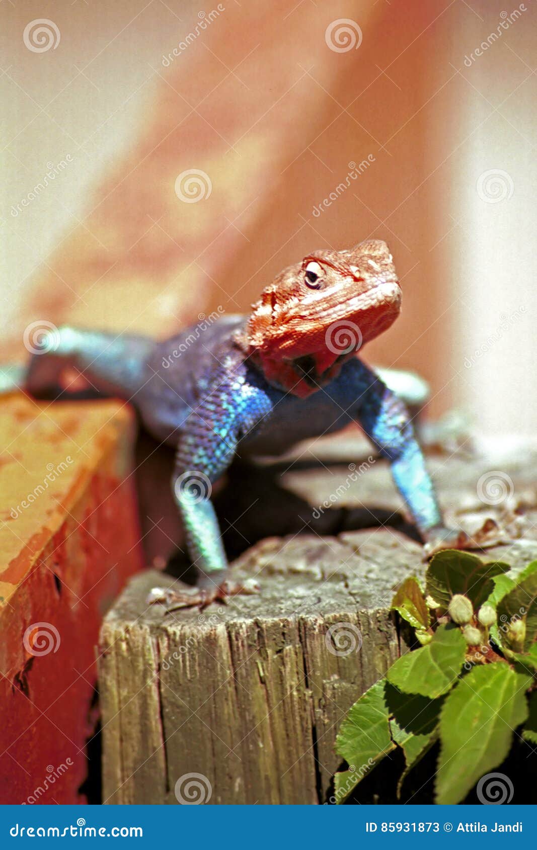 Common Agama Red Headed Rock Agama Or Rainbow Agama A Lizard Family ...