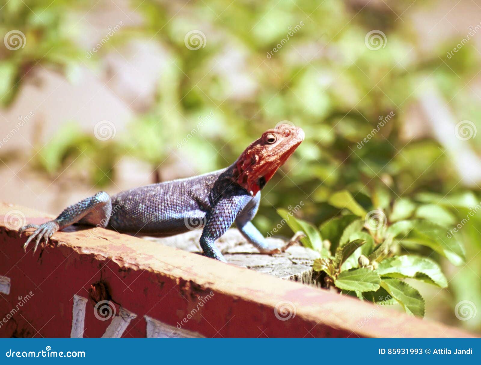 Common Agama Red Headed Rock Agama Or Rainbow Agama A Lizard Family ...