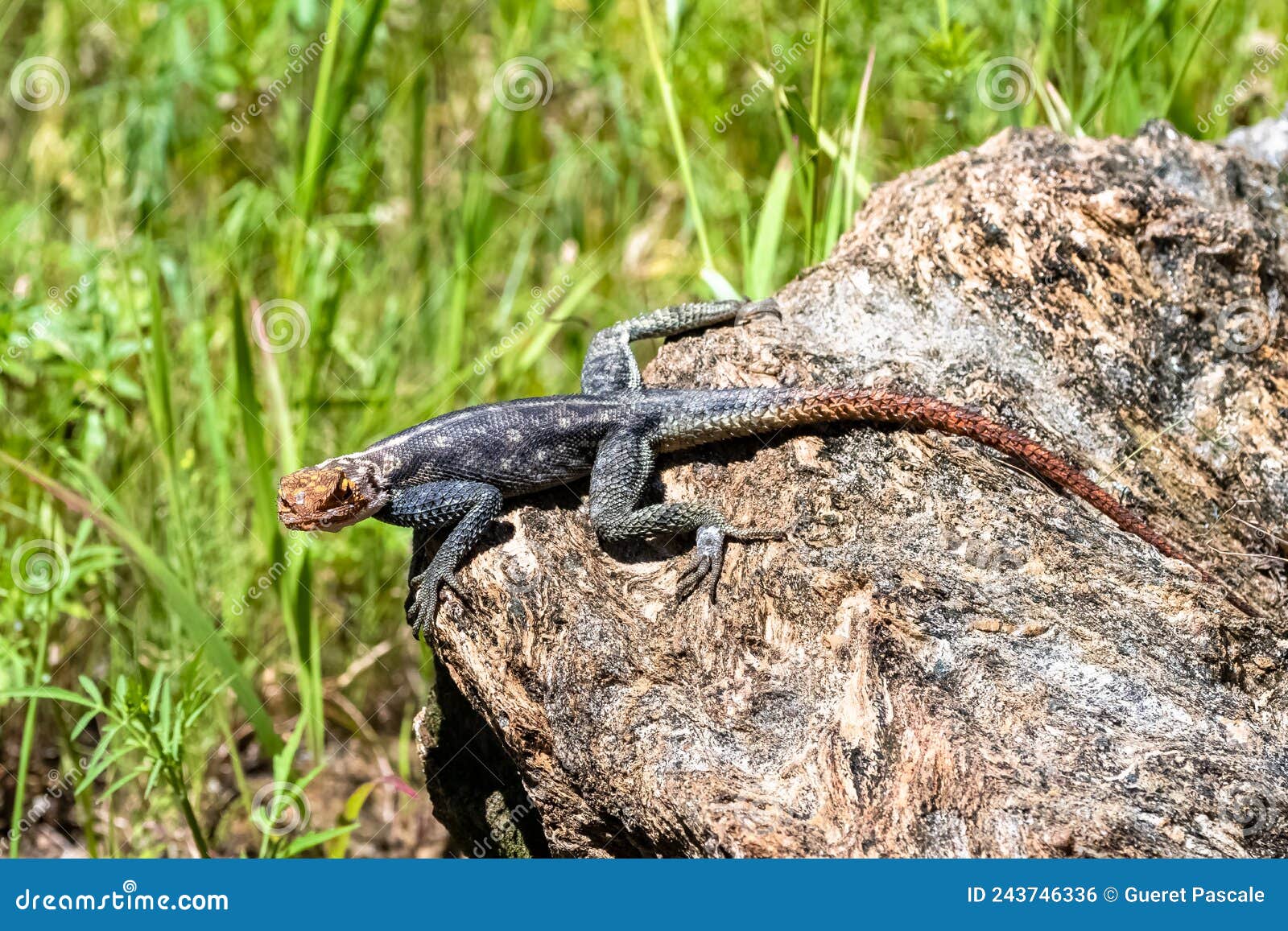 A Common Agama, Lizard in Namibia Stock Photo - Image of agama, fauna ...