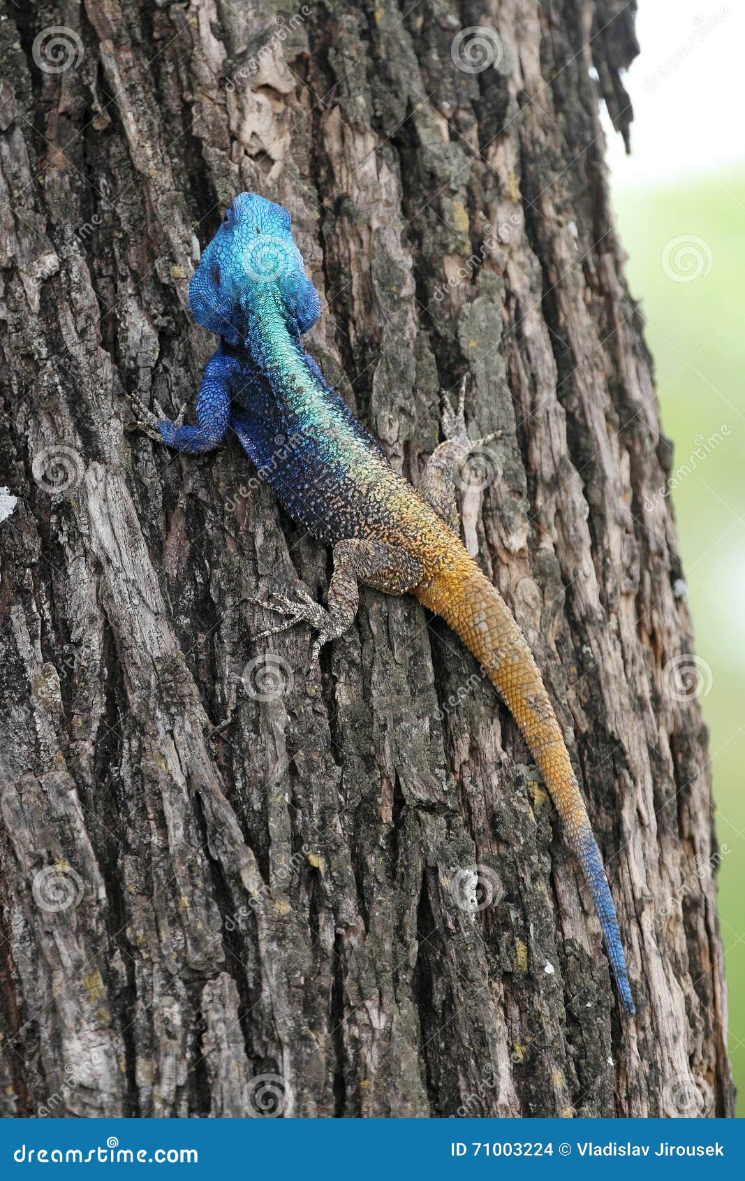 Common Agama Red Headed Rock Agama Or Rainbow Agama A Lizard Family ...