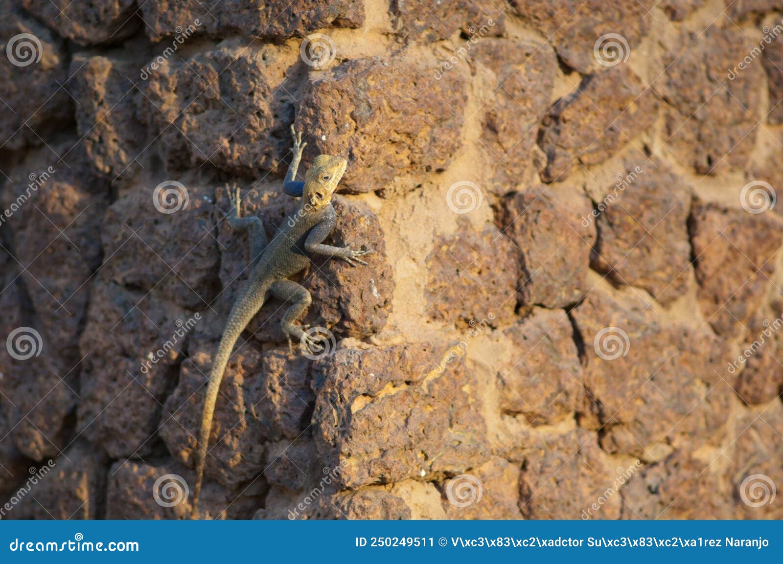 Common Agama Agama Agama on a Wall. Stock Image - Image of reptile ...
