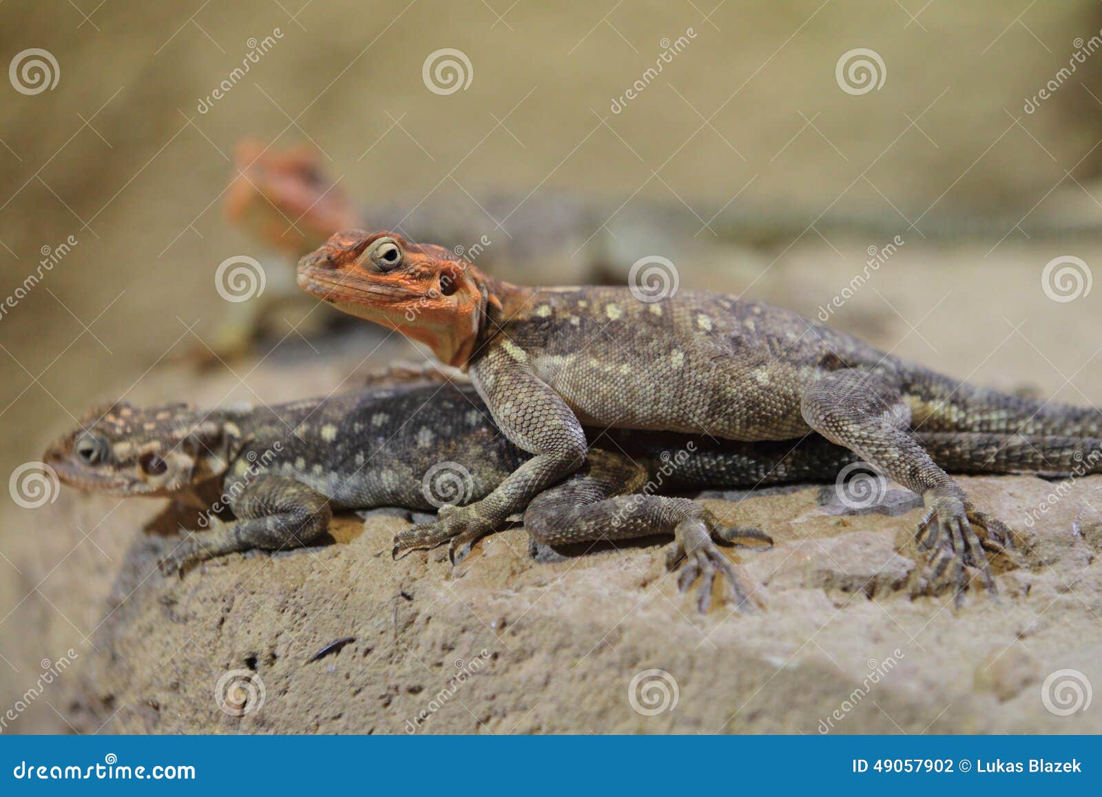 Common agamas stock photo. Image of agama, rock, saharan - 49057902