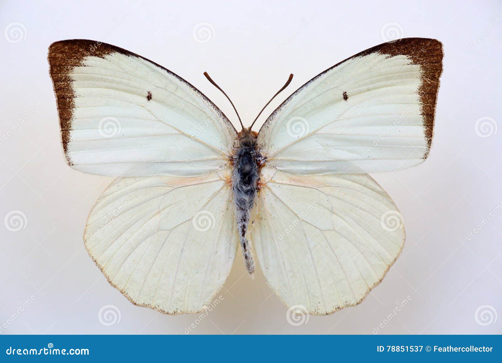 The common albatross stock image. Image of asia, nature - 78851537