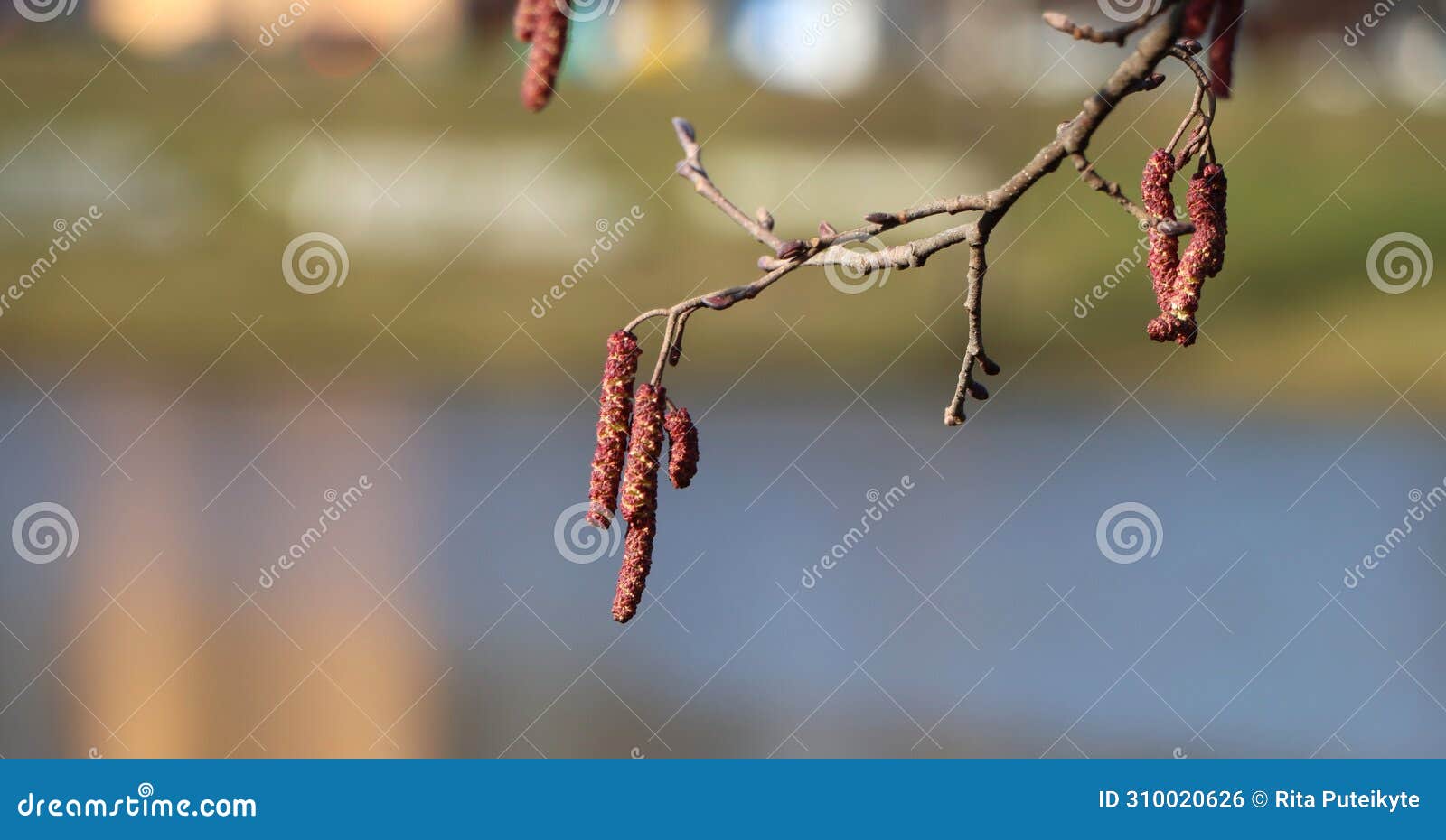 Common Alder (Alnus Glutinosa) Stock Photo - Image of betulaceae, flora ...