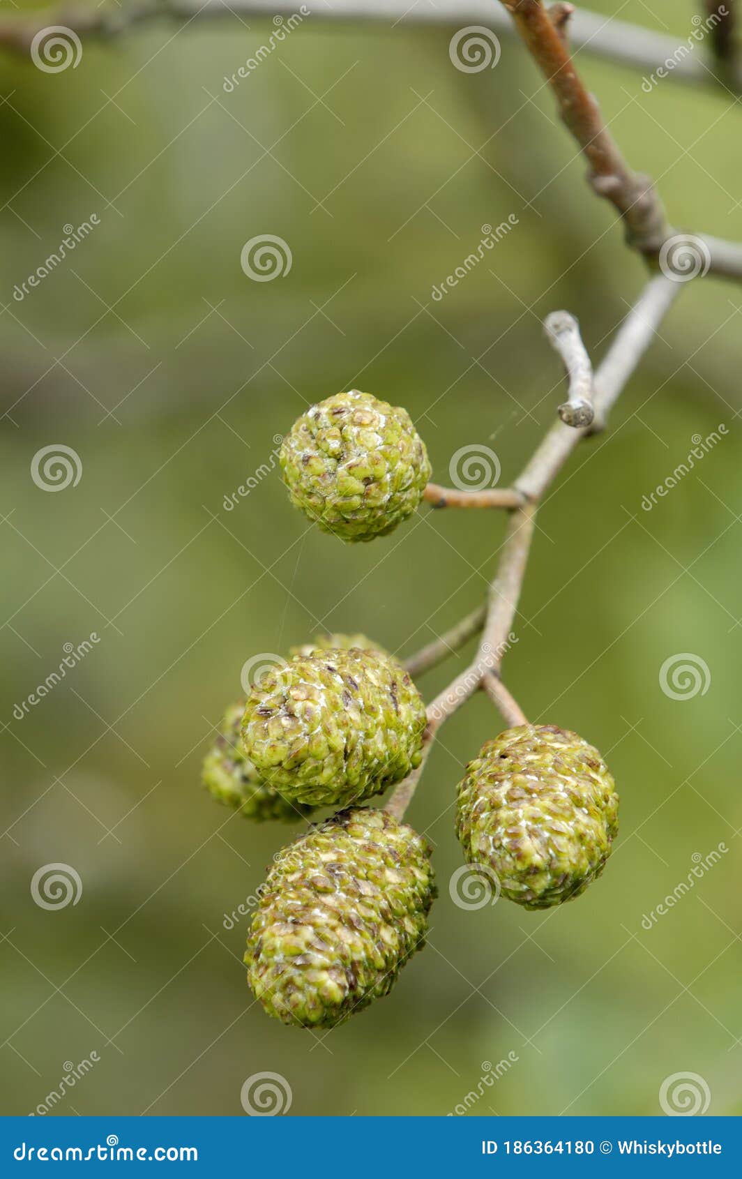 Common Alder stock photo. Image of fall, carr, wildlife - 186364180