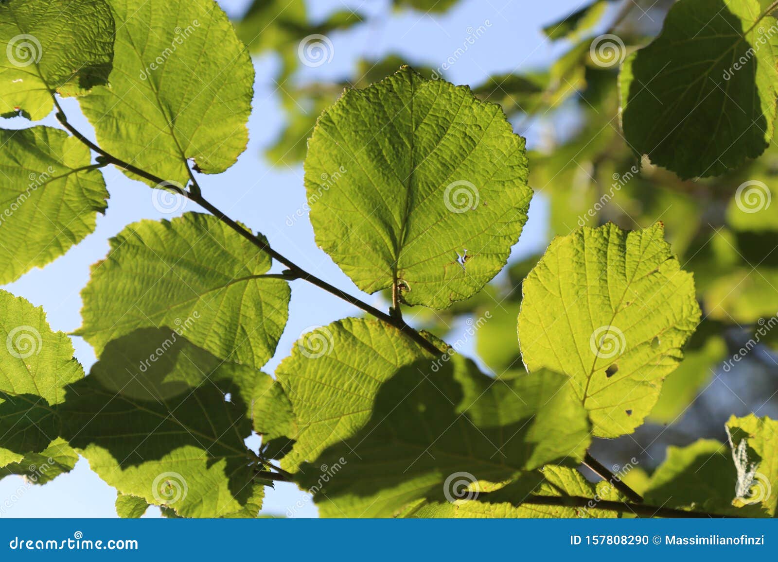 Common Alnus Leaf stock photo. Image of angiosperm, growth - 157808290