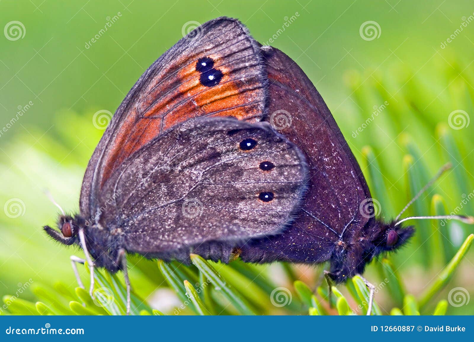 Common Alpine Butterflies Breeding Stock Image - Image of common ...