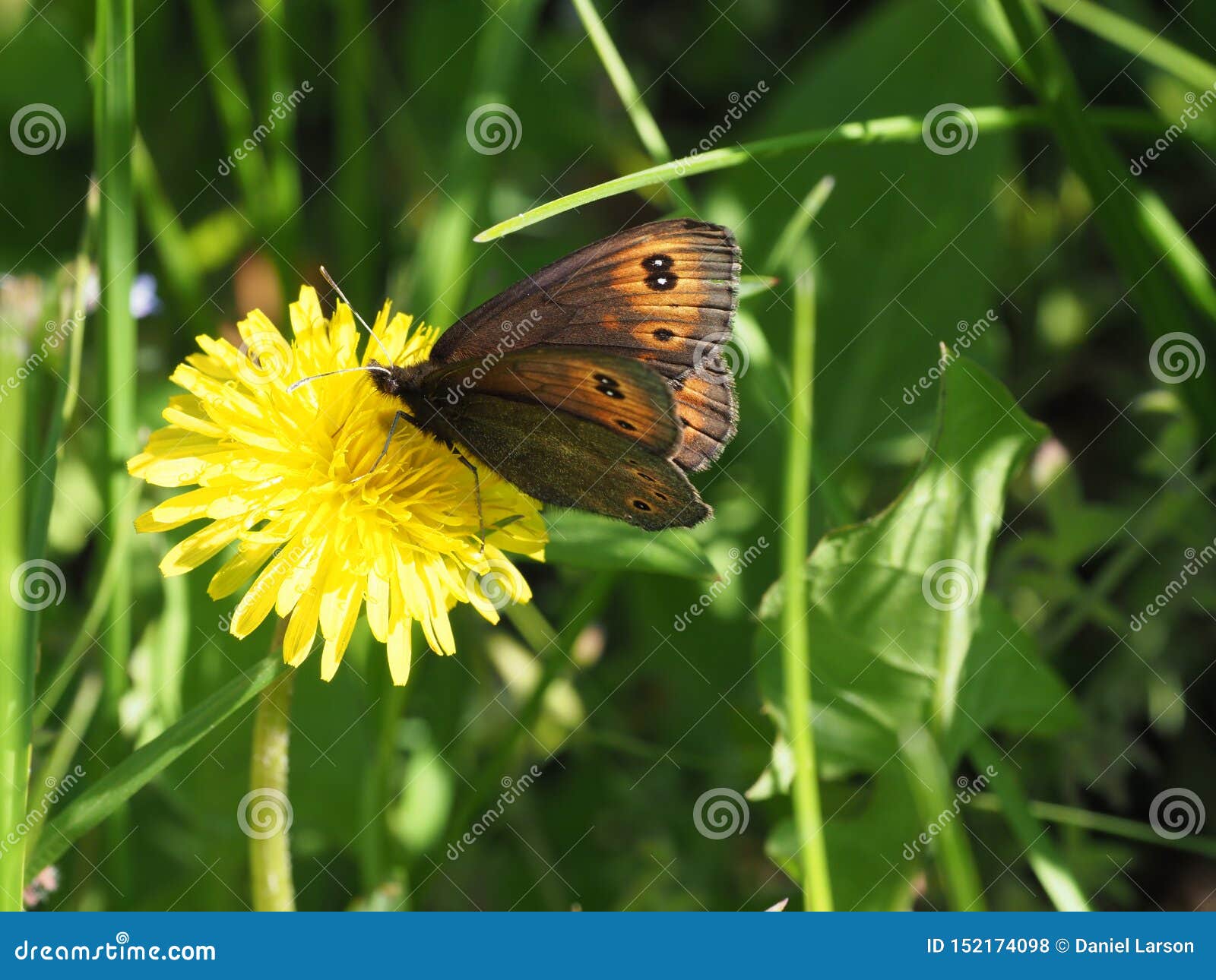 Common Alpine Butterfly stock photo. Image of wildlife - 152174098